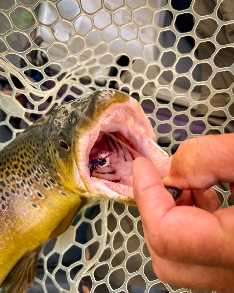Season of the Hopper – A Monster White River Brown Trout Story - Temple ...