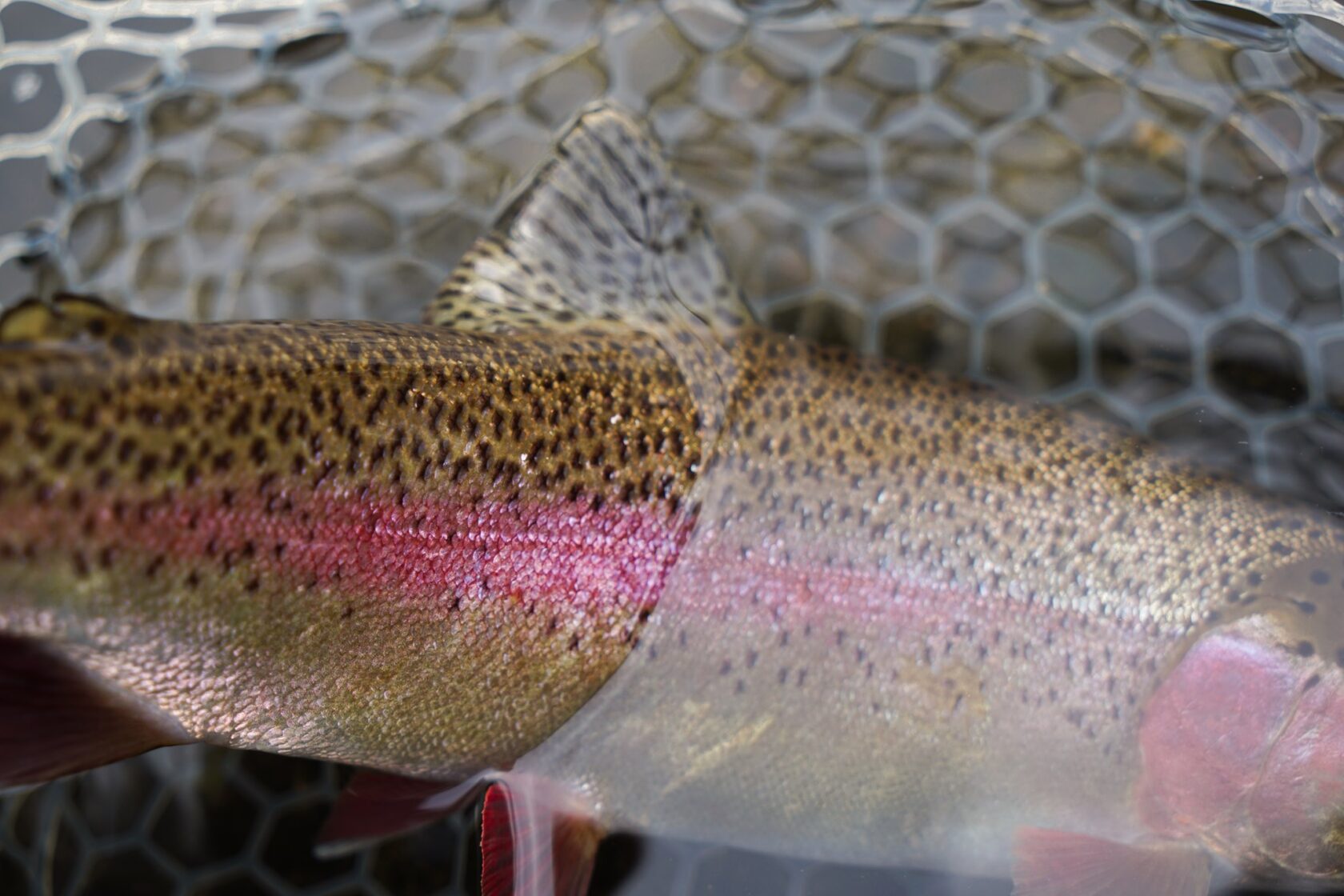 Pastime Trout-Panfish - Temple Fork Outfitters